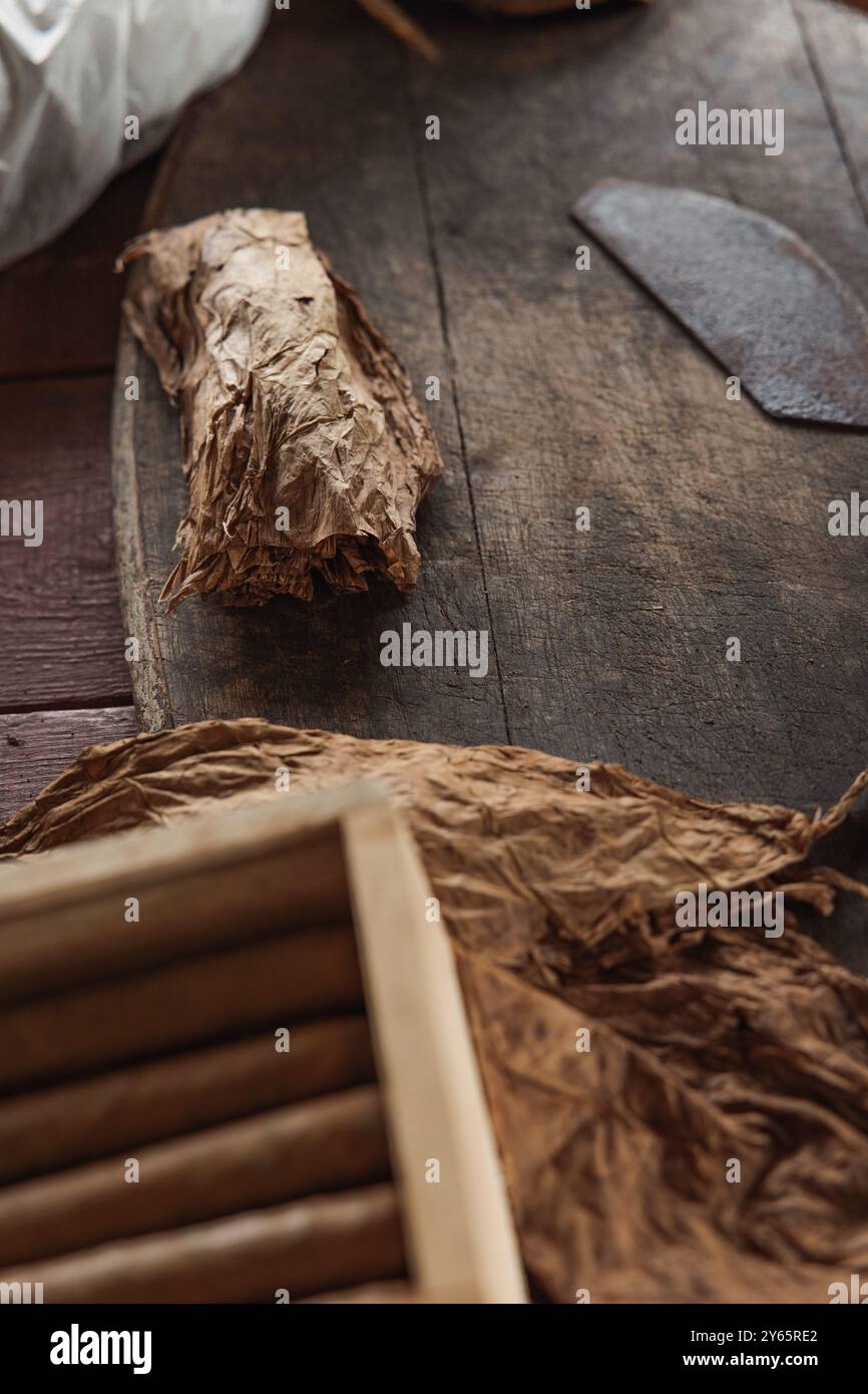 A close-up view of the traditional cigar-making process in Vinales ...