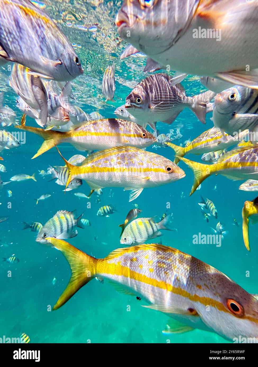 A breathtaking underwater view of colorful fish swimming in the clear ...