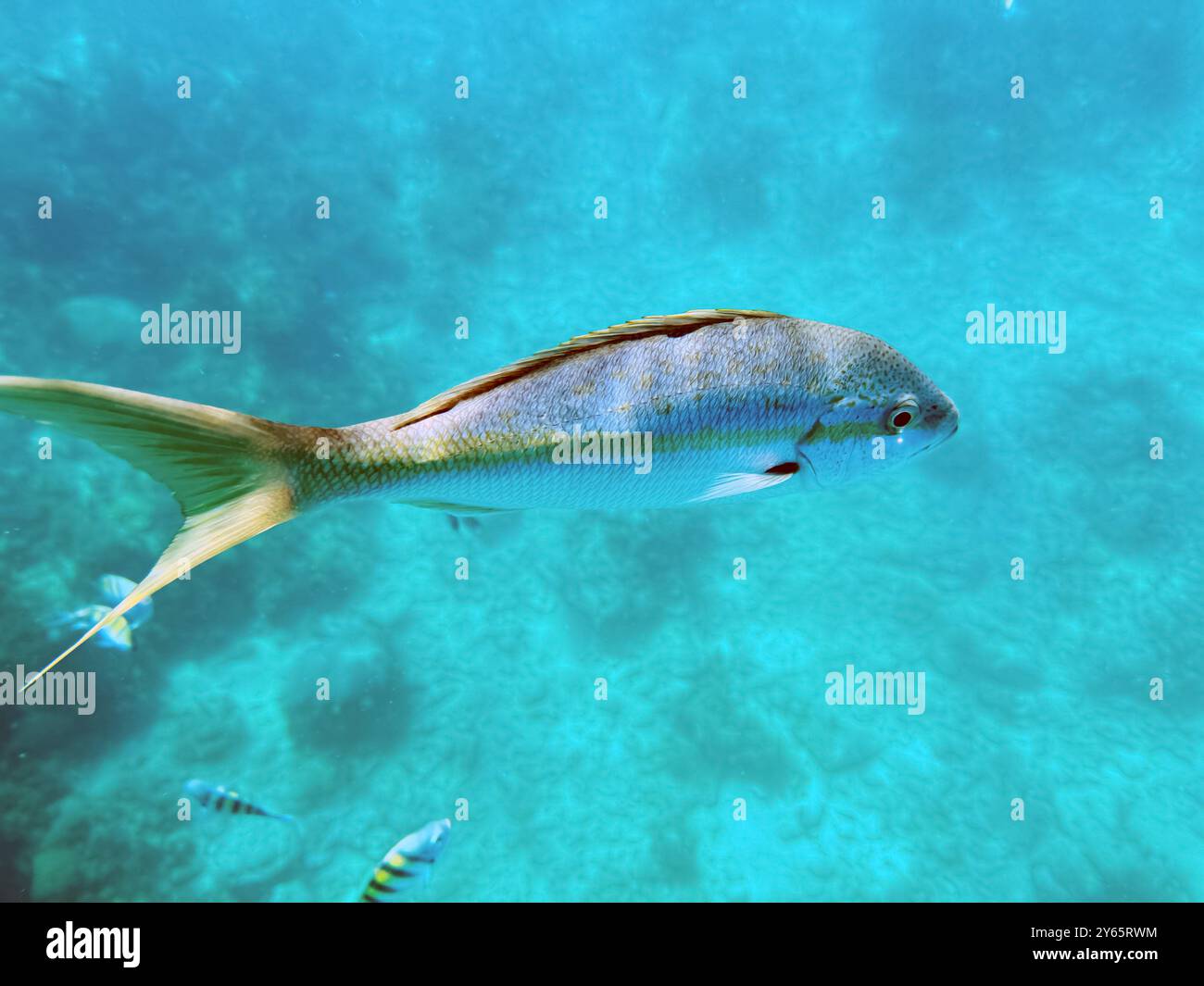 A vibrant tropical fish glides through the clear, turquoise waters ...