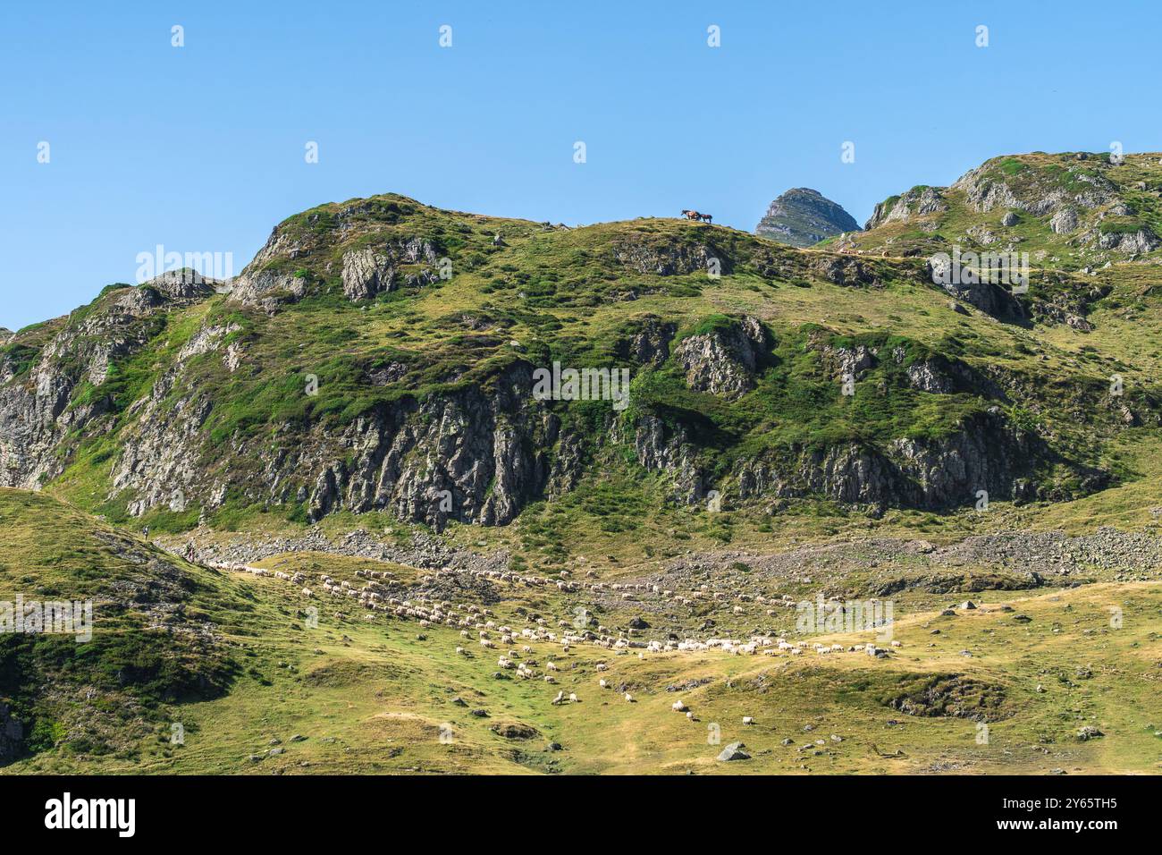 Herd of cattle grazing peacefully in the picturesque Lacs d'Ayous ...