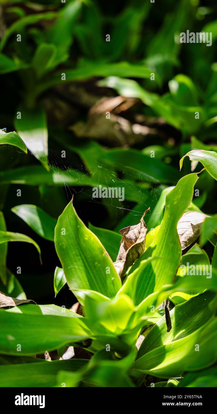Lush green leaves bathed in sunlight feature a delicate spider web ...