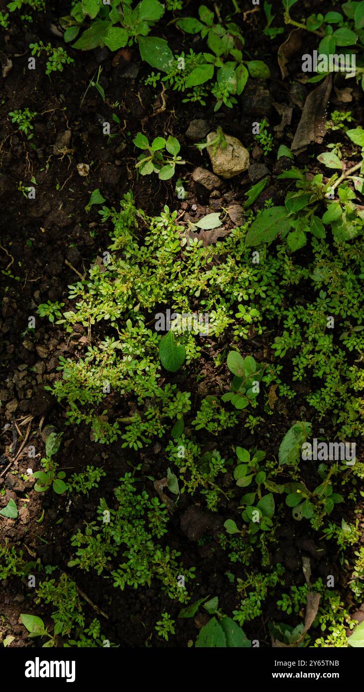Close-up of diverse undergrowth plants and soil in the tropical ...