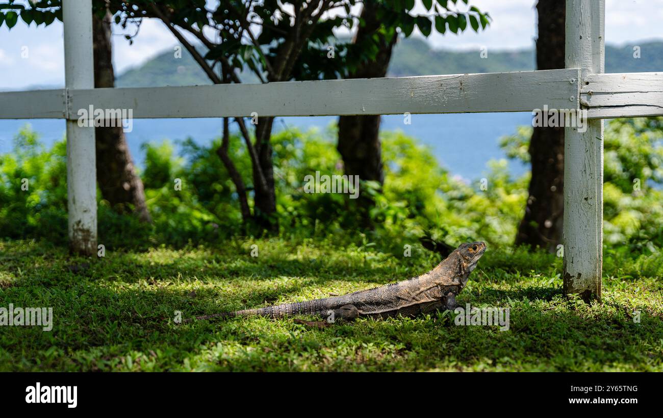 A black spiny-tailed iguana, also known as a ctenosaur, resting in the ...