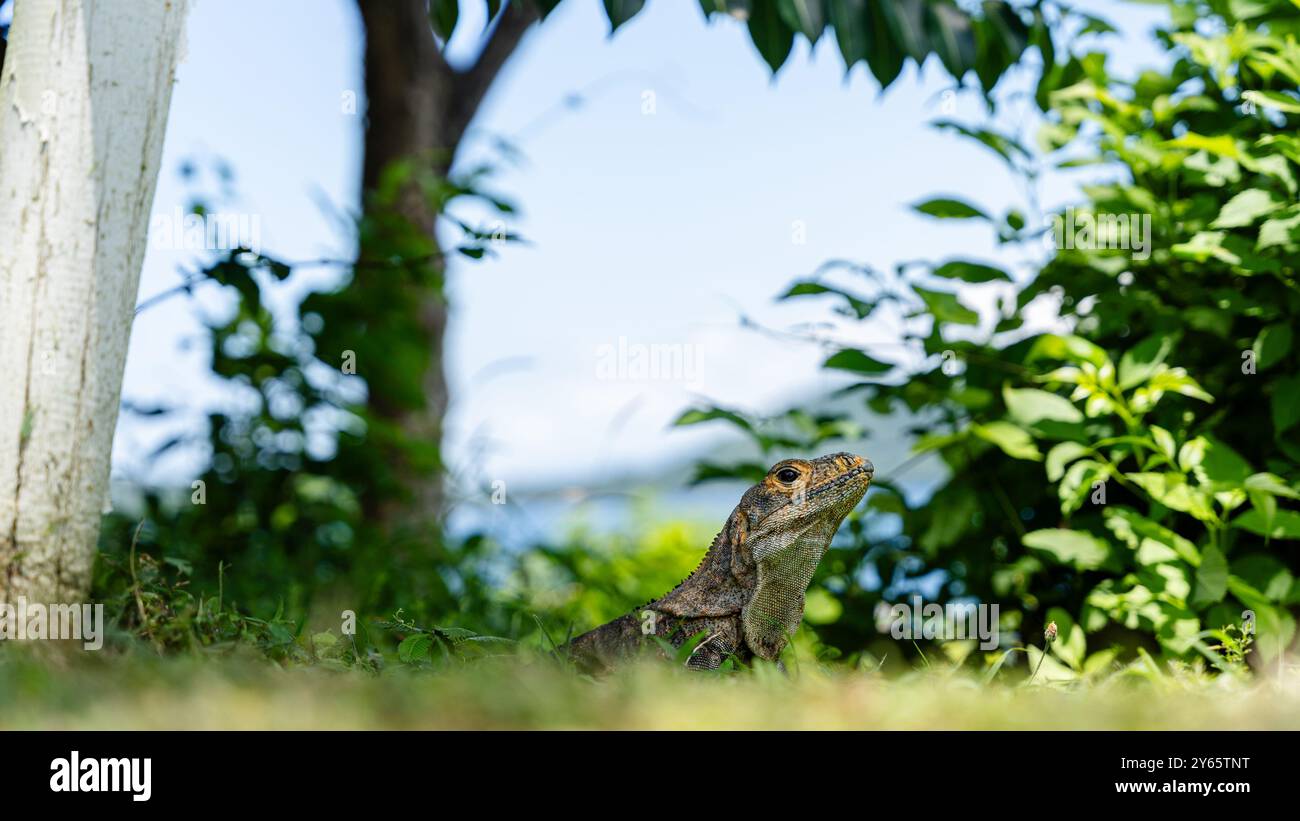 A black spiny-tailed iguana (Ctenosaura similis) peers through the lush ...