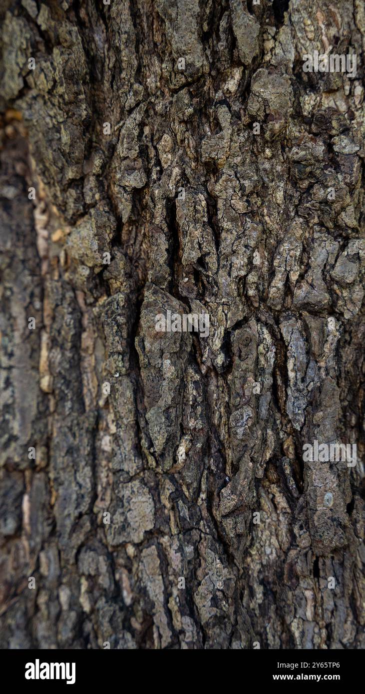 Detailed view of a tree's rough bark texture, shot in the Gulf of ...