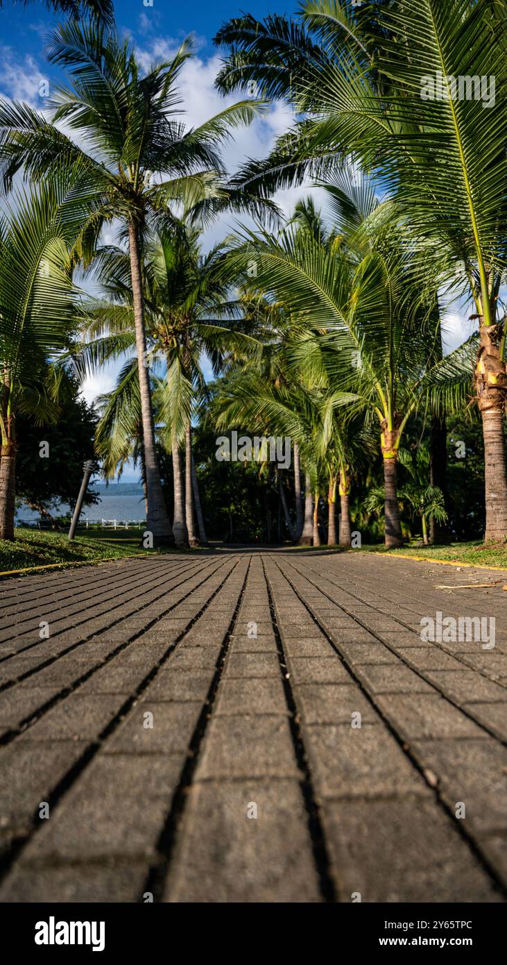 A low perspective of a paved pathway leading through tall palm trees ...