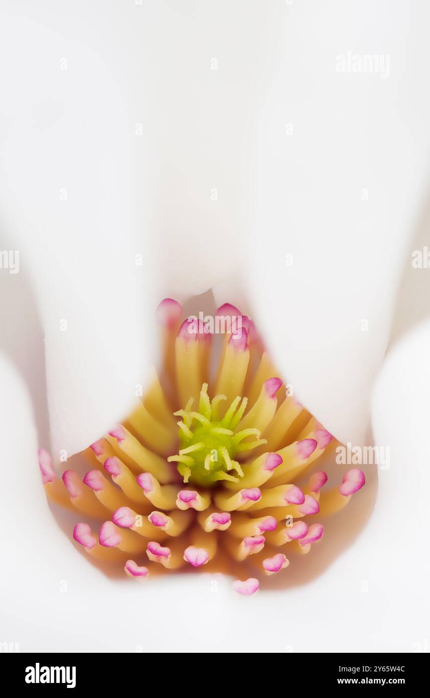 This image captures the delicate structure of a magnolia bloom using ...
