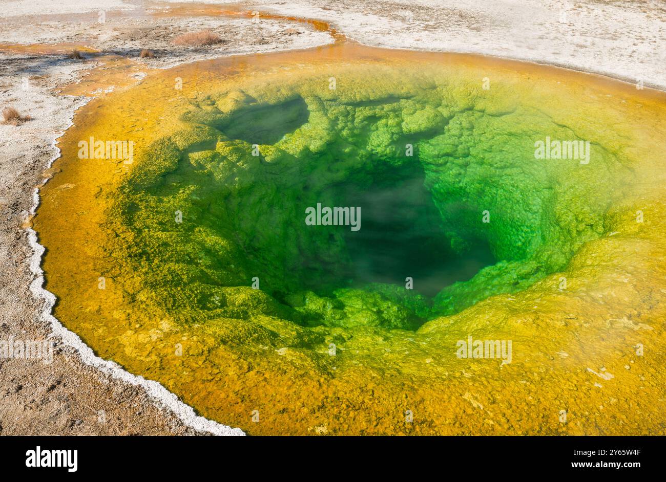 Showcasing vivid greens hi-res stock photography and images - Alamy