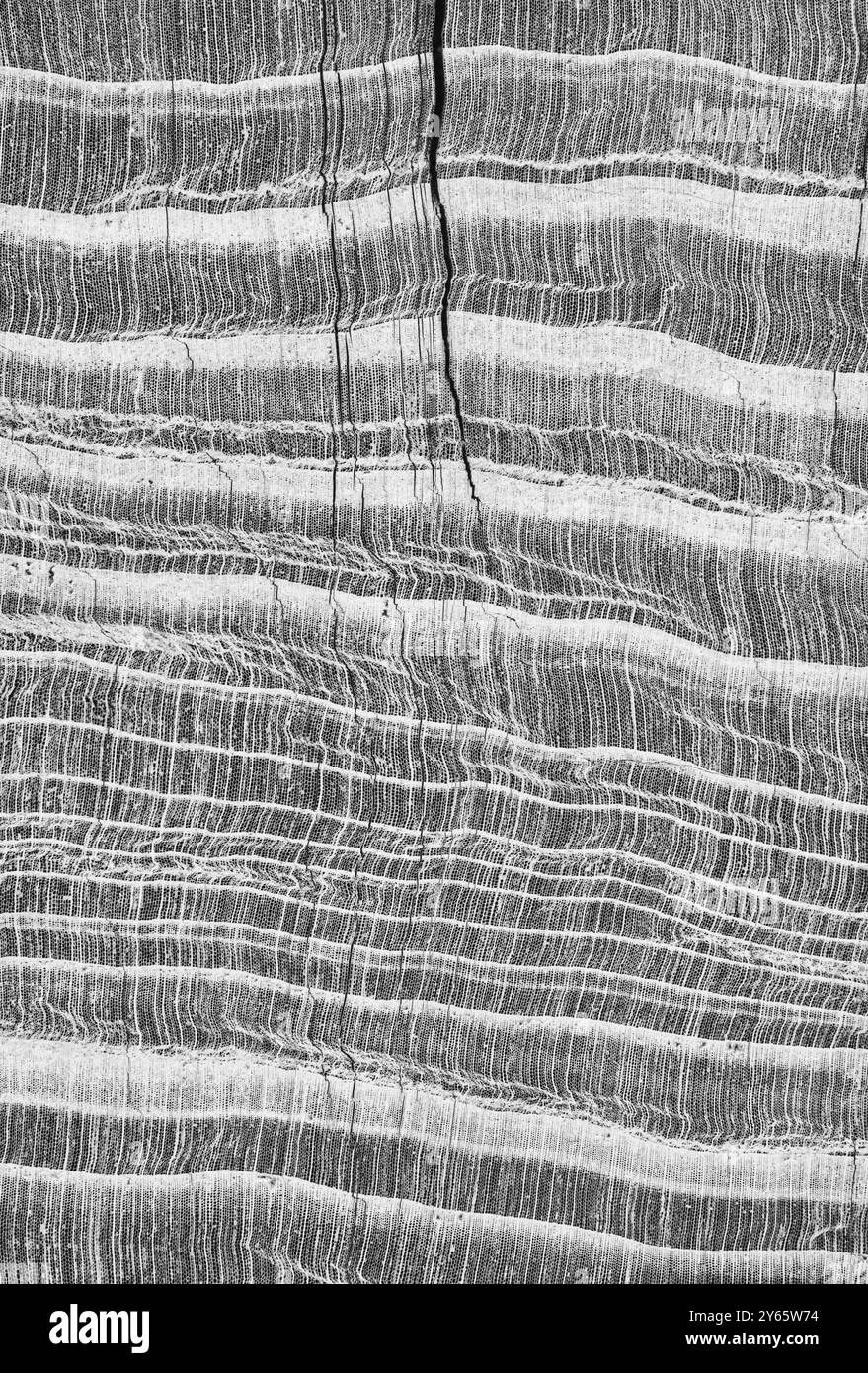 Macro-photograph of a cut and polished slab of fossilized wood from the ...