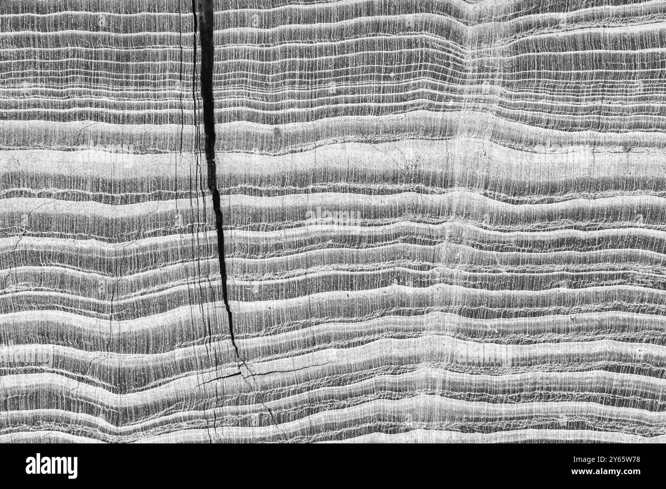 Macro-photograph of a cut and polished slab of fossilized wood from the ...