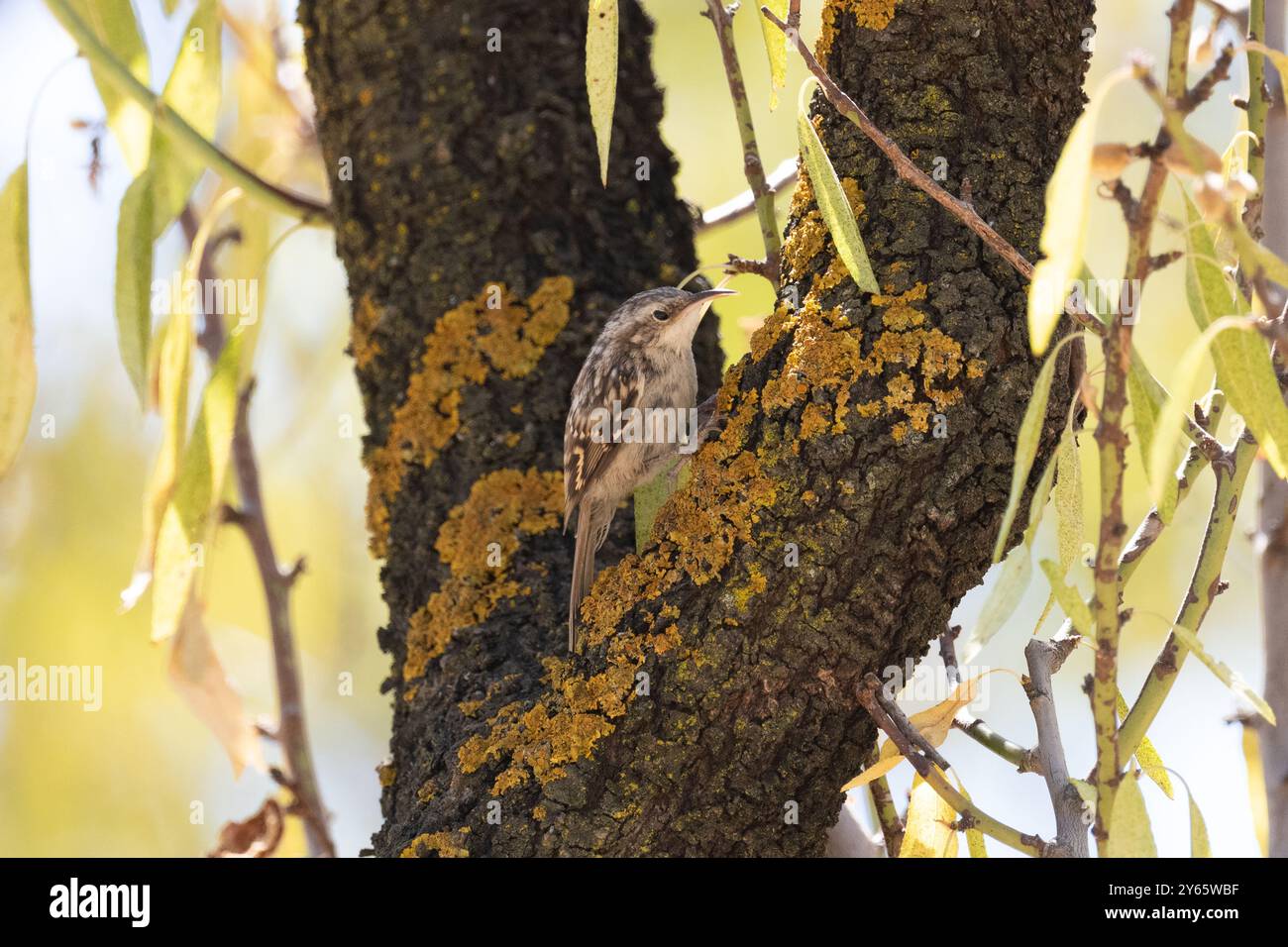 A treecreeper bird clings to a tree bark covered in yellow moss ...