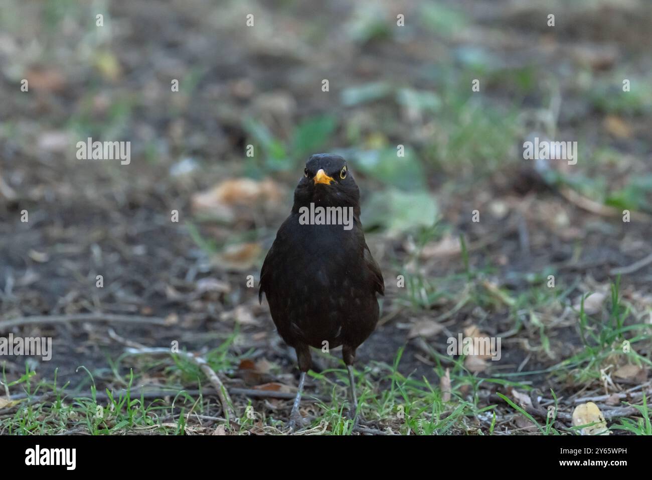 A close-up image of a blackbird, scientifically known as Turdus merula ...