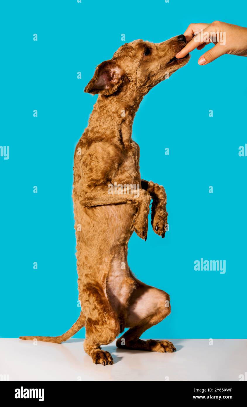 A friendly brown dog stands on its hind legs, reaching for a treat from ...