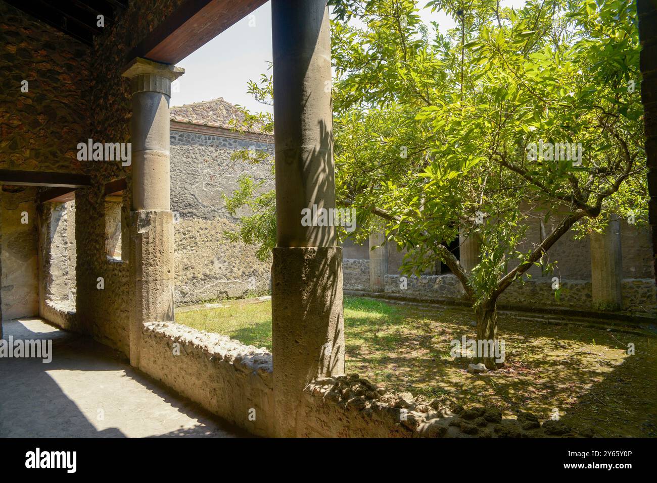A peaceful stone courtyard in Pompeii featuring a thriving tree, stone ...