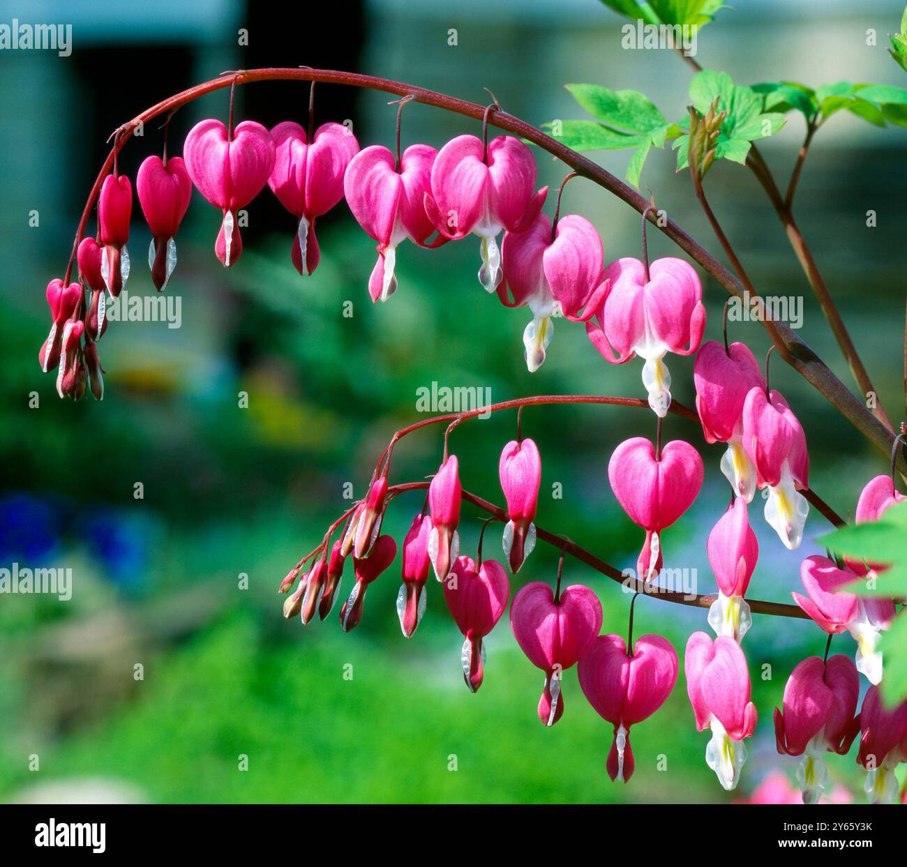 Bluehende Prachtstaude Traenendes Herz, auch Blutendes Herz oder ...
