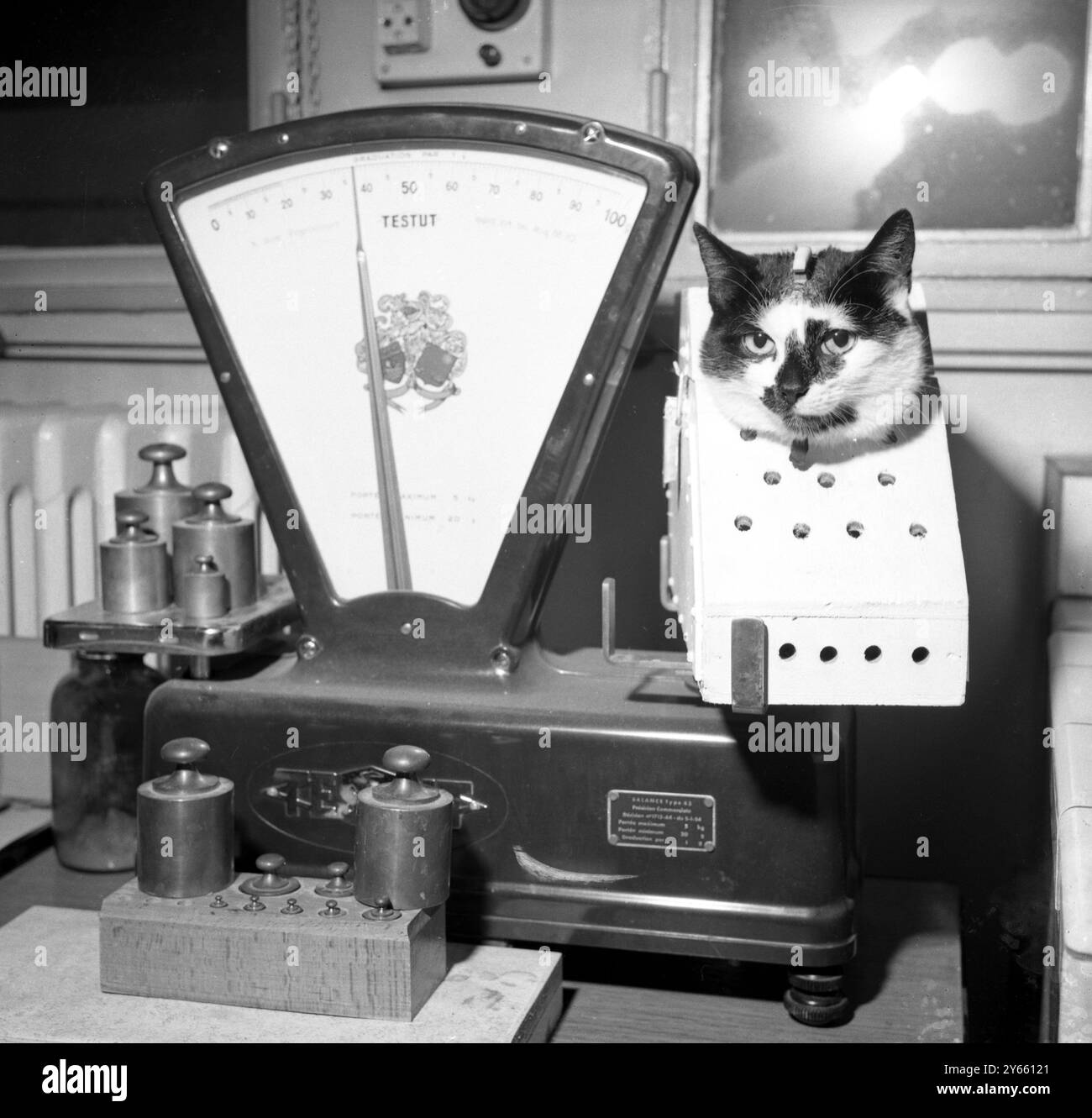 Felicette .. the one who made the first flight , on the scales . She was the only one of 14 ...