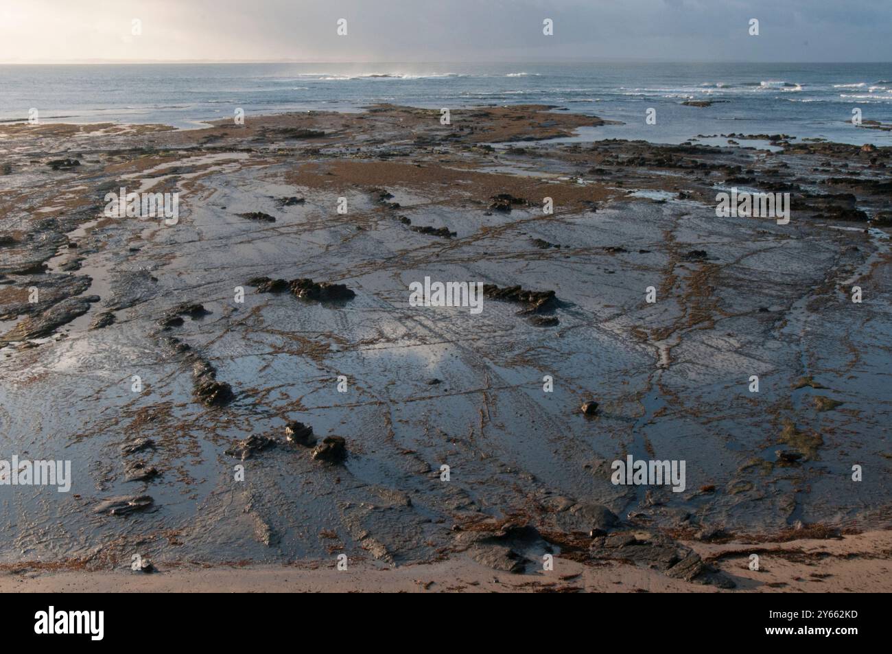 Rock platform at The Caves near RACV resort, Inverloch Stock Photo - Alamy