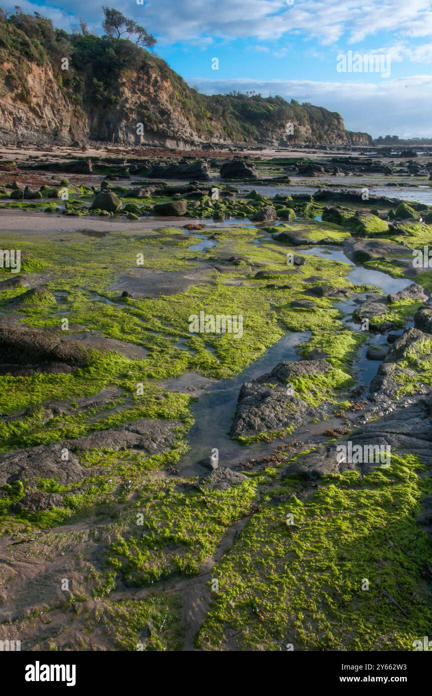 Rock platforms and tidal pools along Bunurong Coastal Drive near ...