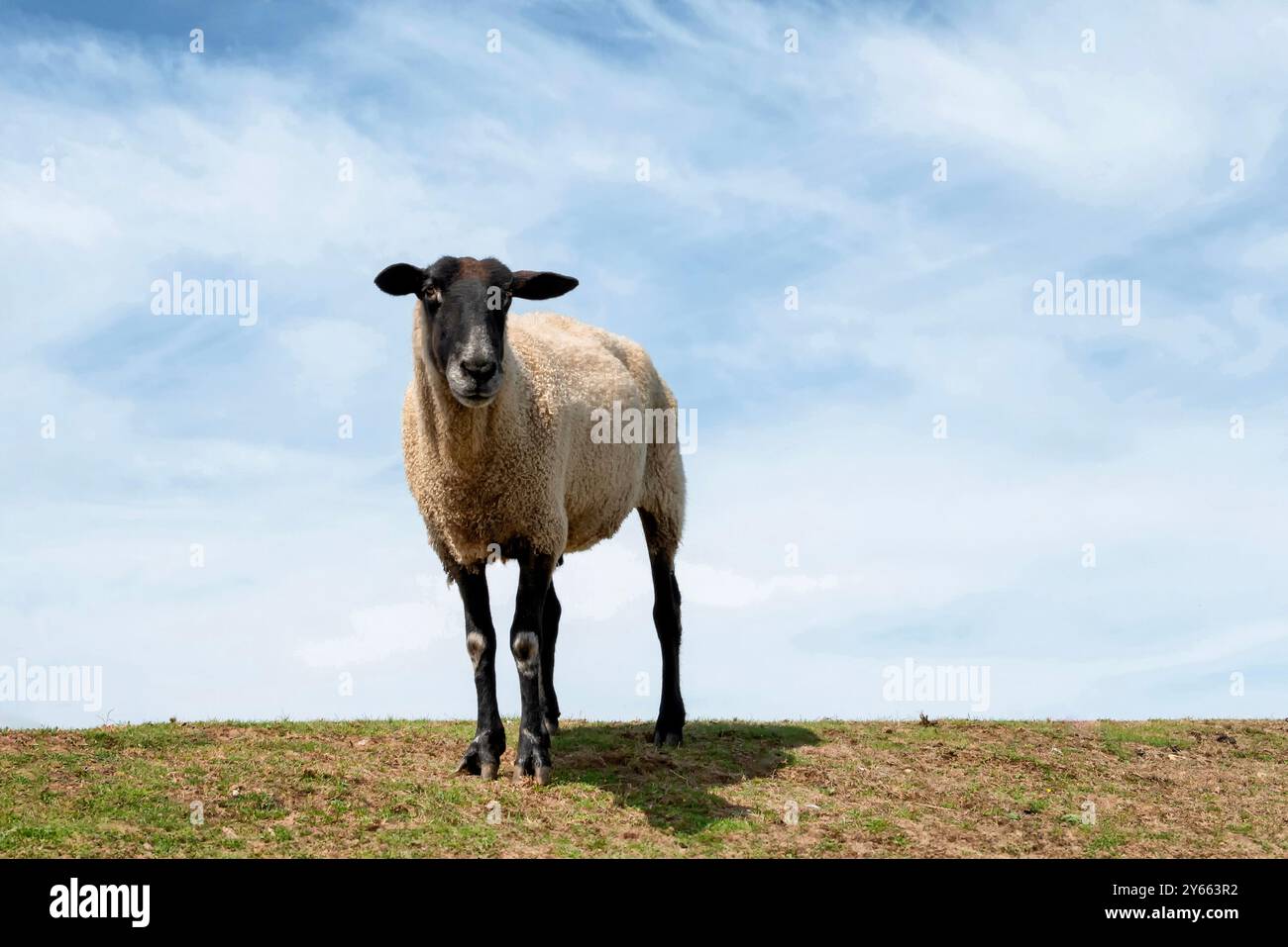 Suffolk sheep with black face, ears, and legs that are all free of wool ...