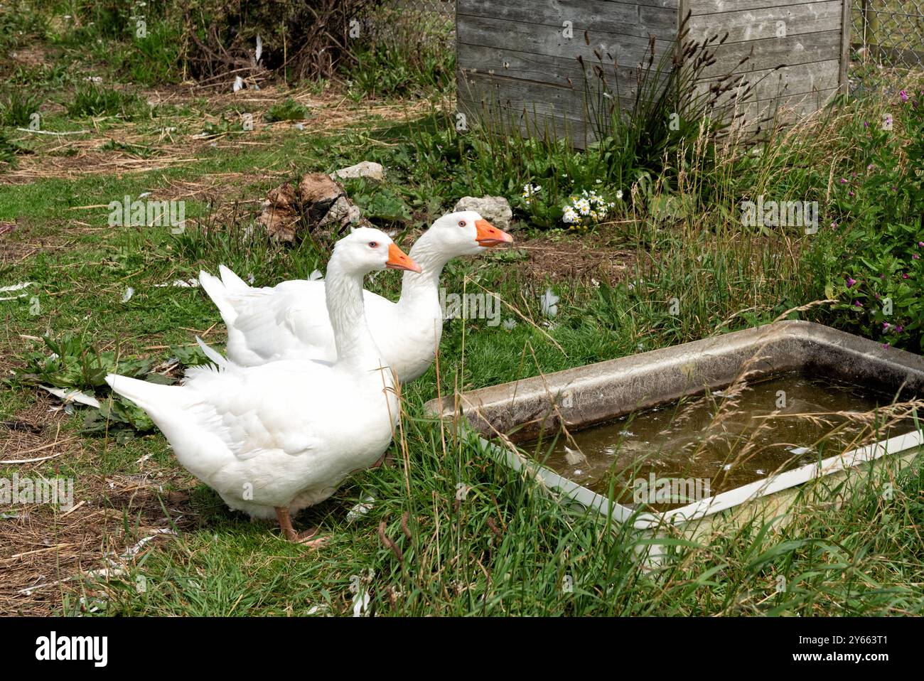 White embden geese hi-res stock photography and images - Alamy