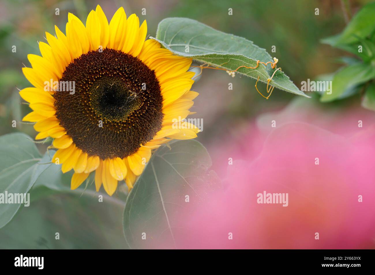 Sonnenblumenstroh hi-res stock photography and images - Alamy