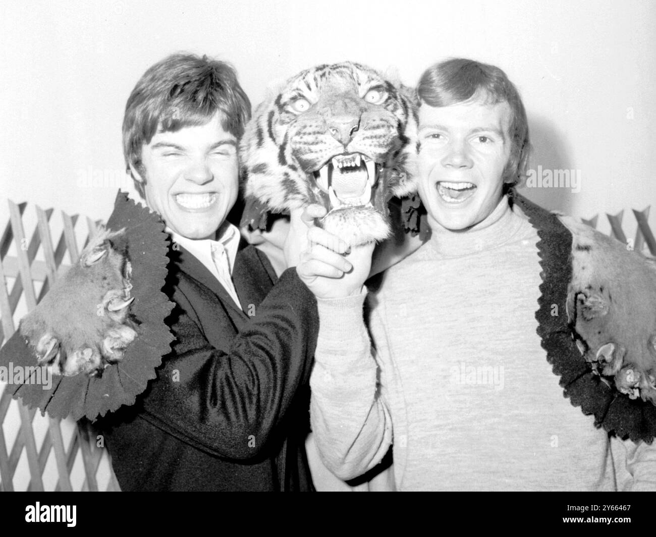 Two members of the pop group the " Bee Gees" seen with a tiger's head ...