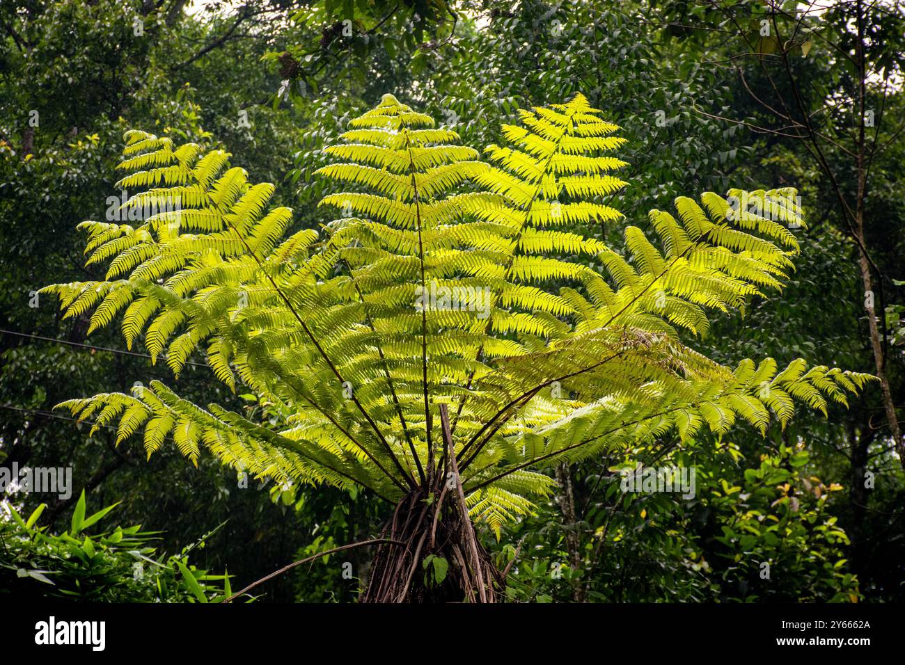 Exotic Fandia fern tree in the wild himalayan forest of Pedong ...