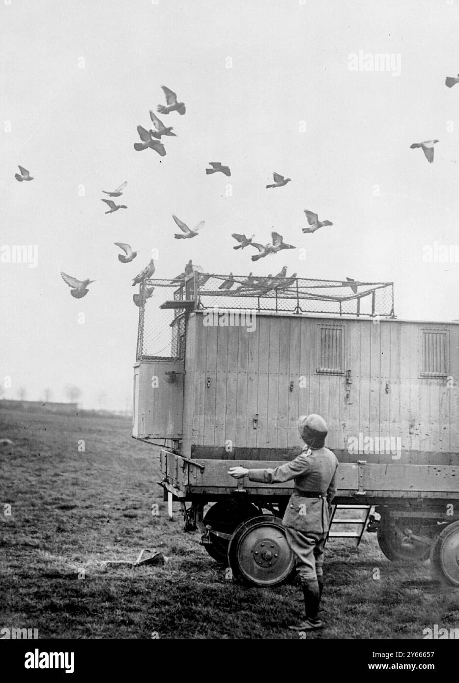 Germany's remarkable pigeon army on manoeuvres - attached to Reichswehr ...