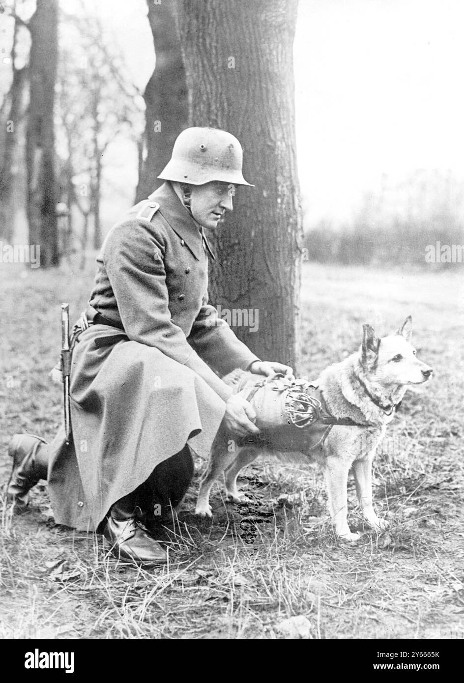 A German army dog used as a pigeon carrier, a special cage is fitted to ...