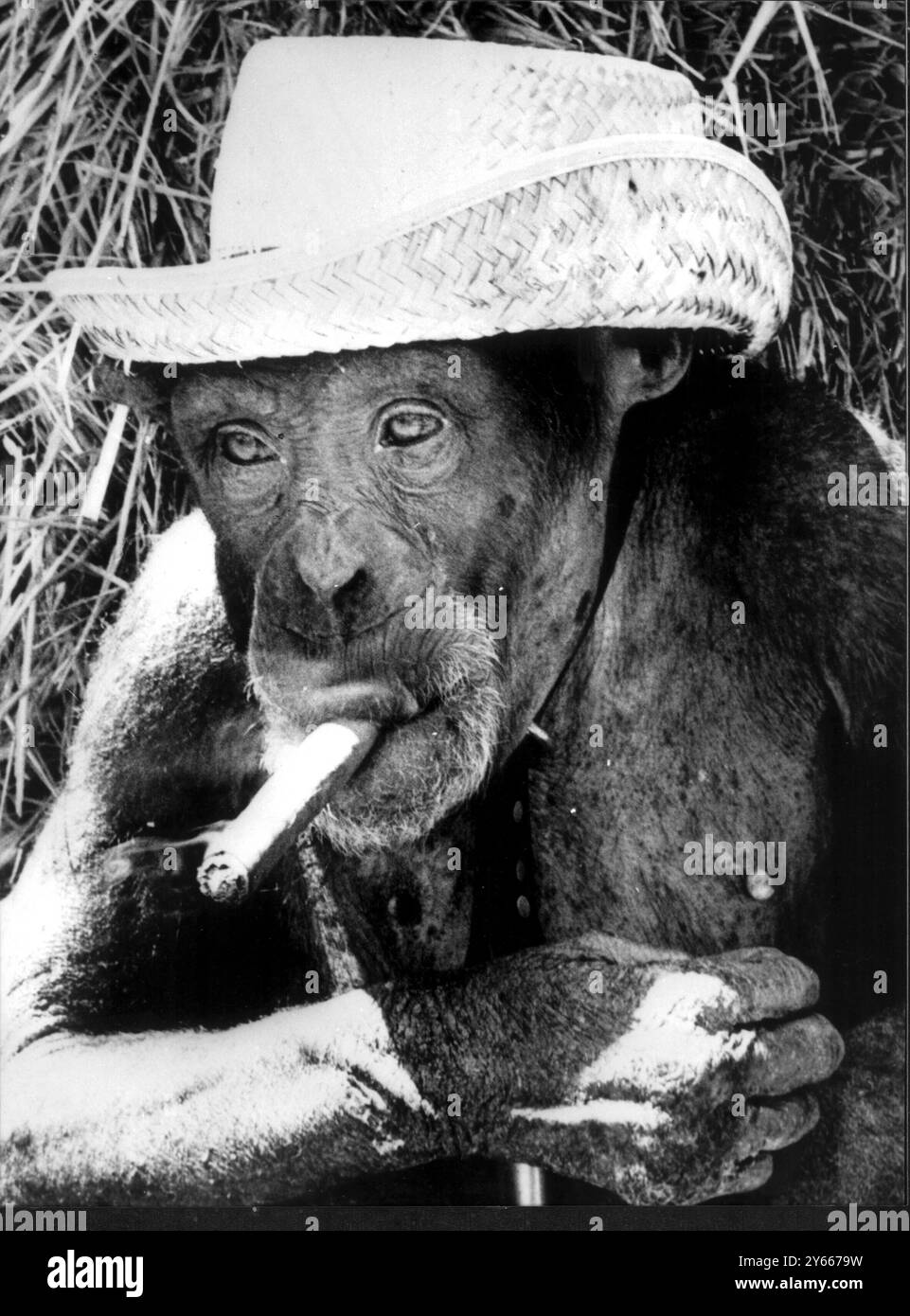 My Lady Nicotine Carol the chimpanzee has picked up the habit of ...