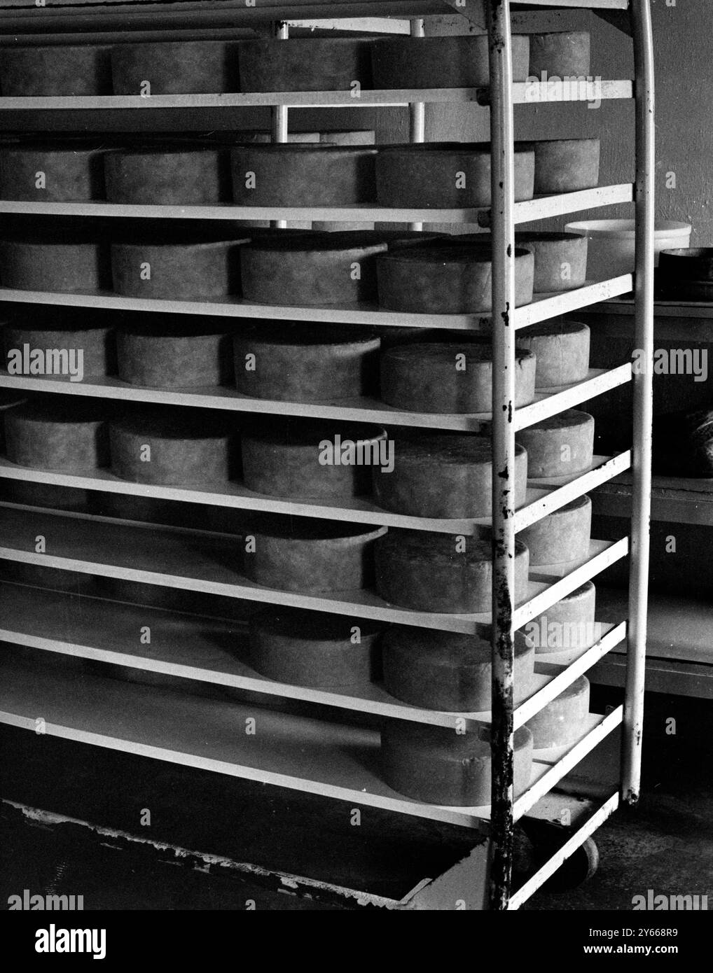 Racks of maturing cheese are stored ready for distribution , Cheese ...