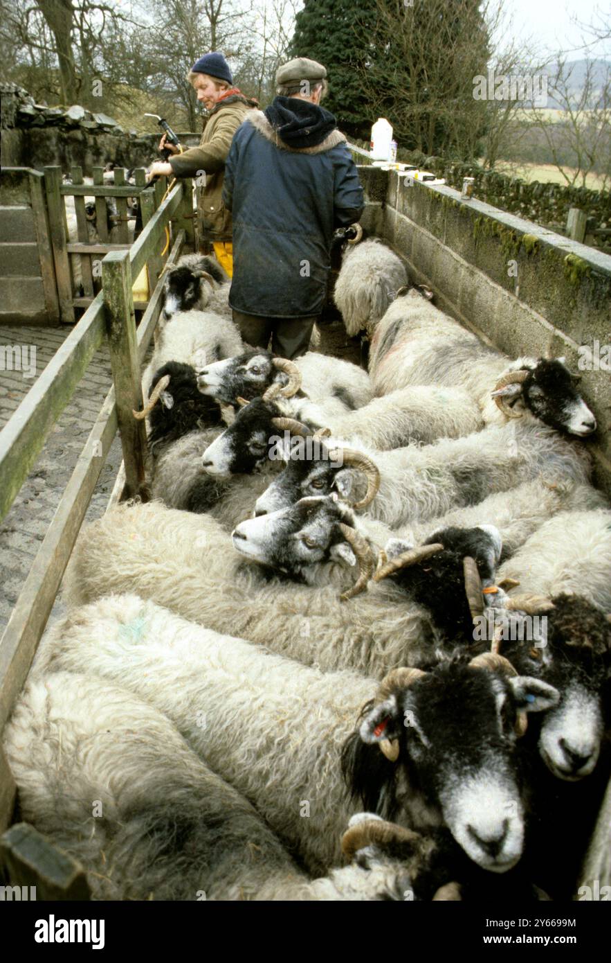Spring : Dosing Swaledale Ewes pre-lambing by farm workers Jack ...