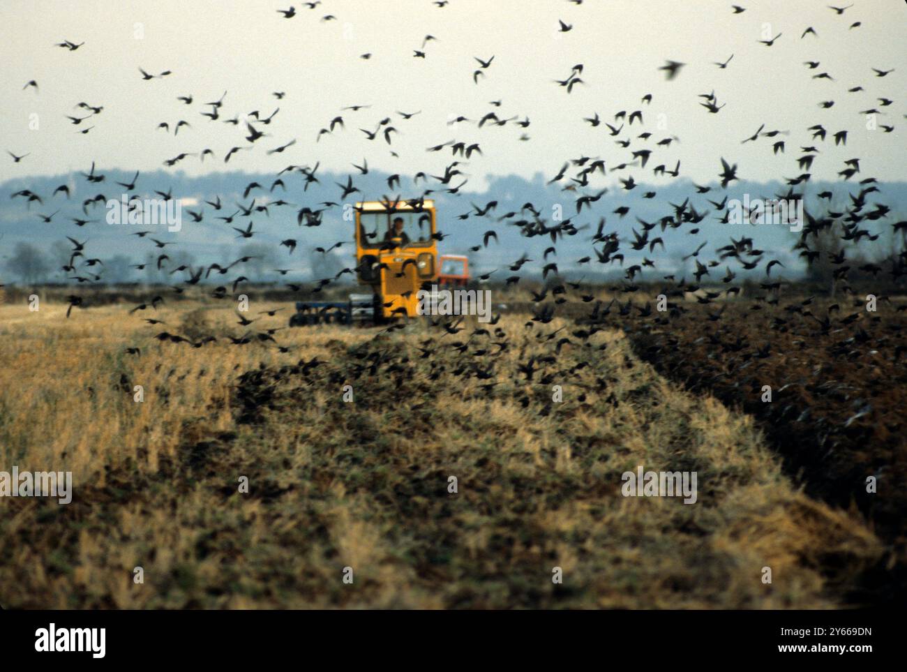 Autumn : Disc harrowing stubble to remove surface trash and to ease ...