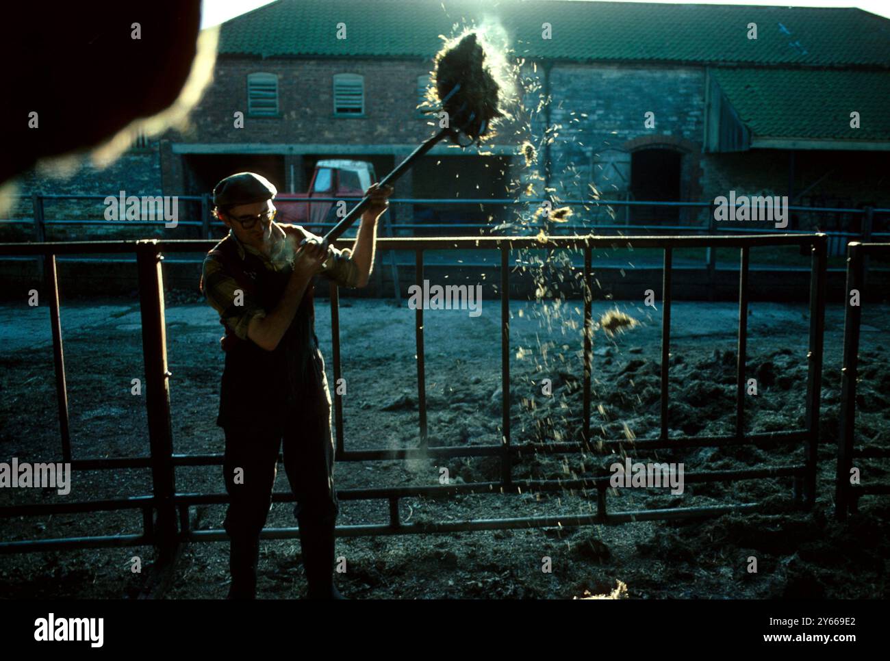 Winter : Forking out wasted silage in cattle yard from behind self feed ...
