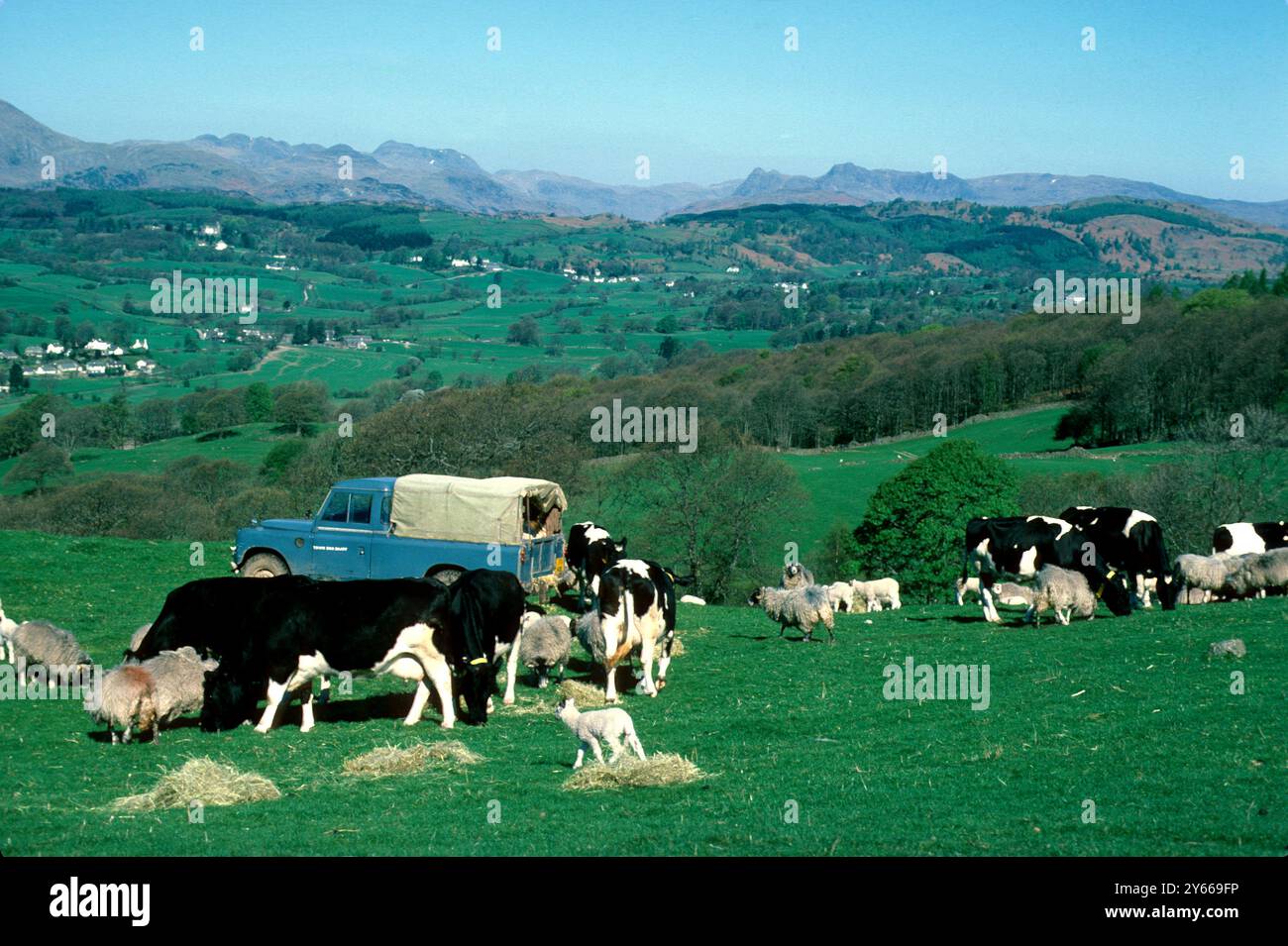 Spring : Farmer topping up the feed with hay for his ewes , lambs and ...