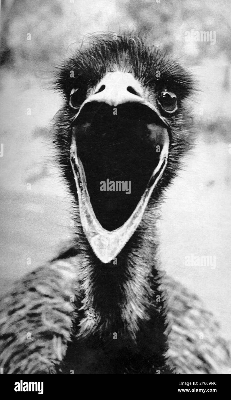 Life's a yawn for an Emu constantly in the spotlight. This confident ...