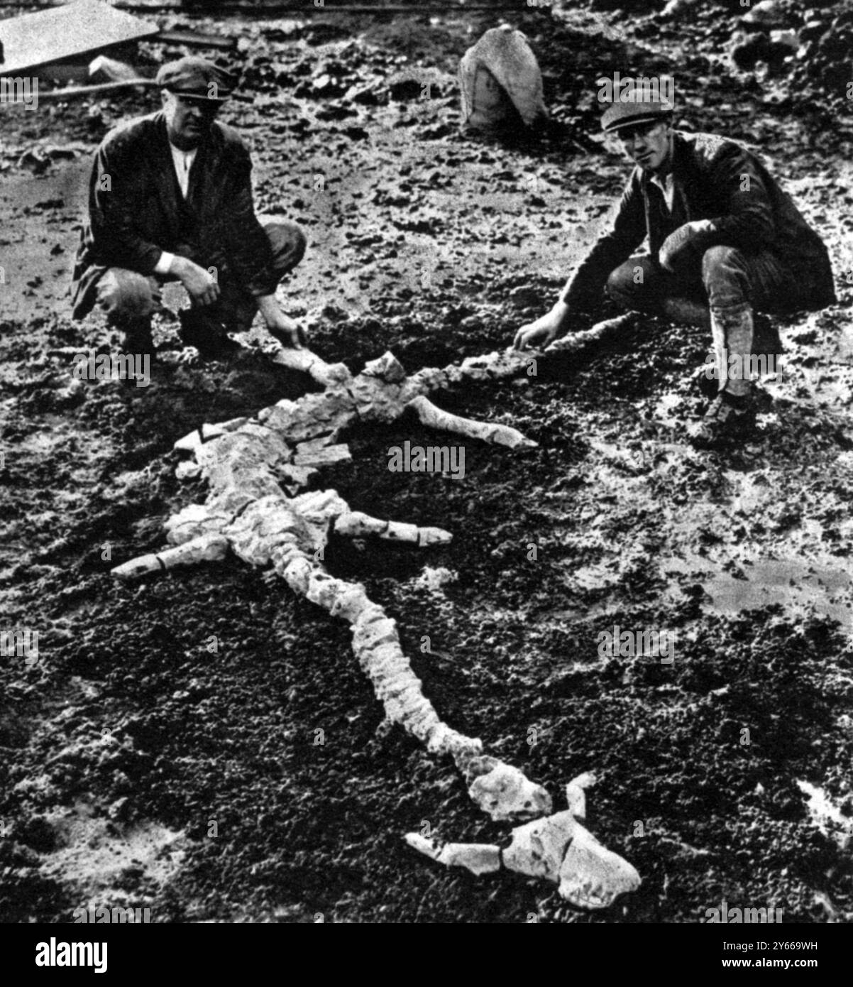 Skeleton of 16 ft Plesiosaurus complete with its triangular head Stock ...