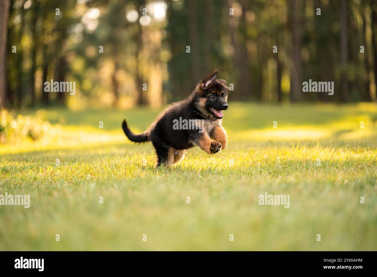 German Shepherd puppy at the park on green grass and sunny day. Playful ...
