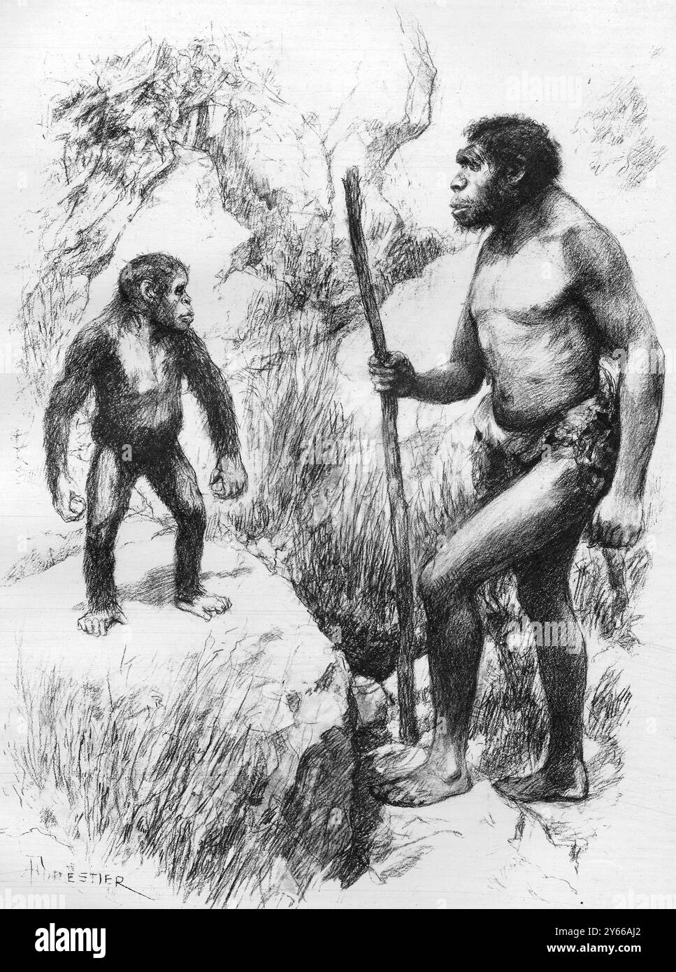 Reconstruction: Australopithecus and "The Rhodesian Man". Links in the ...
