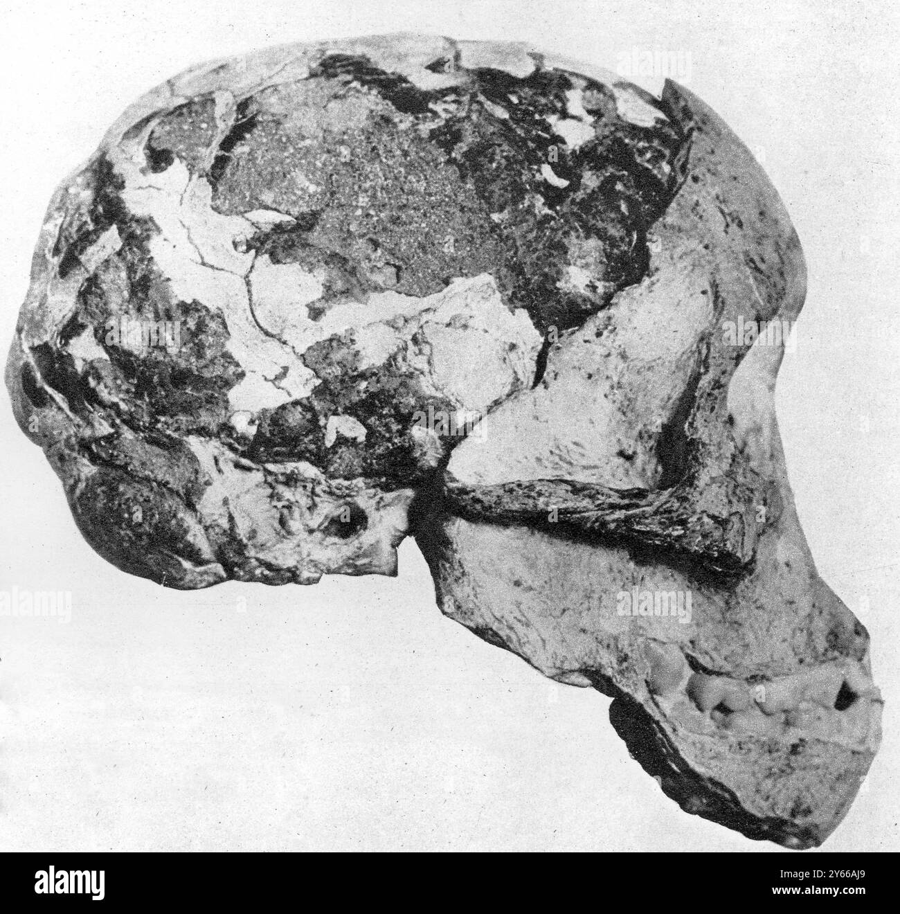 The Taungs skull in its actual size: another "Missing Link", The Right ...