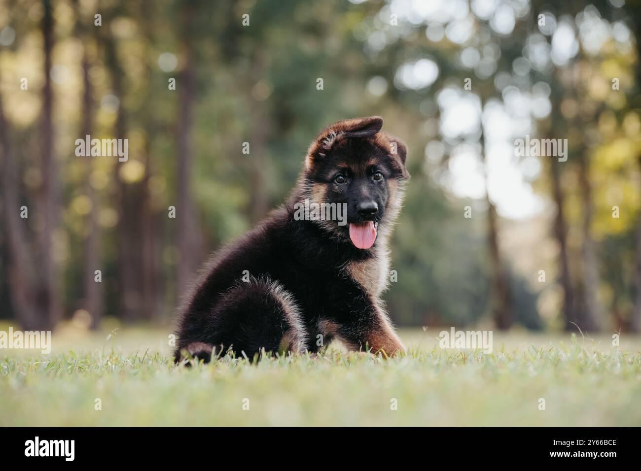 German Shepherd puppy at the park on green grass and sunny day. Playful ...