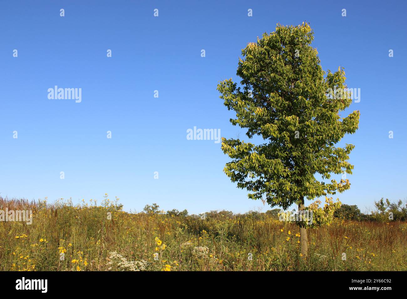 Tree linne view hi-res stock photography and images - Alamy