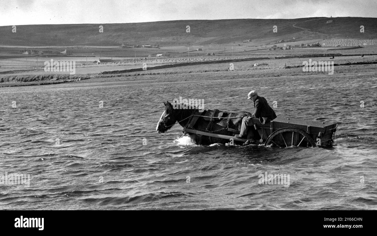 Horse working driving trade cart through water Stock Photo - Alamy