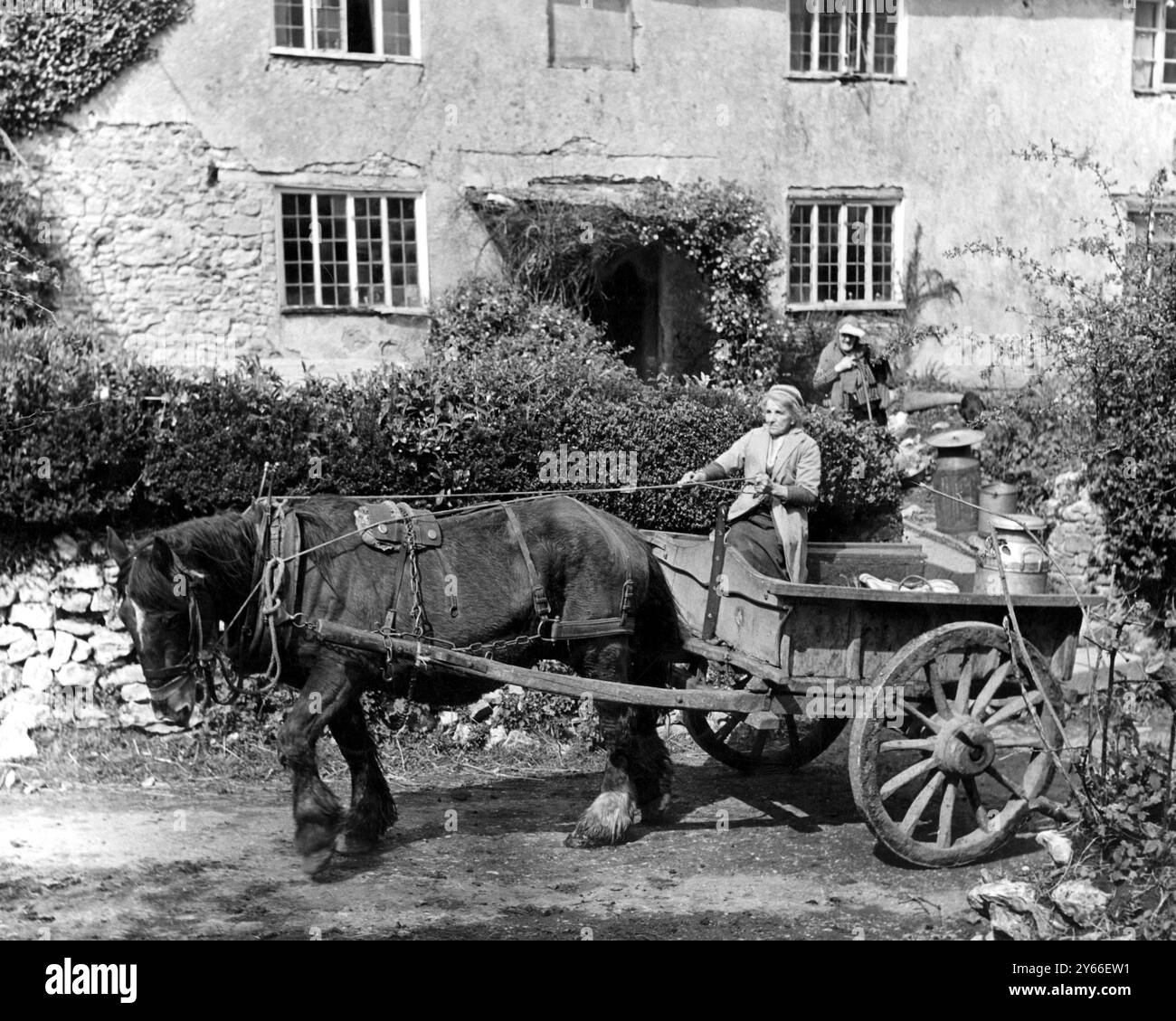 Grand old lady farmer from Devonshire with her horse and cart and milk ...