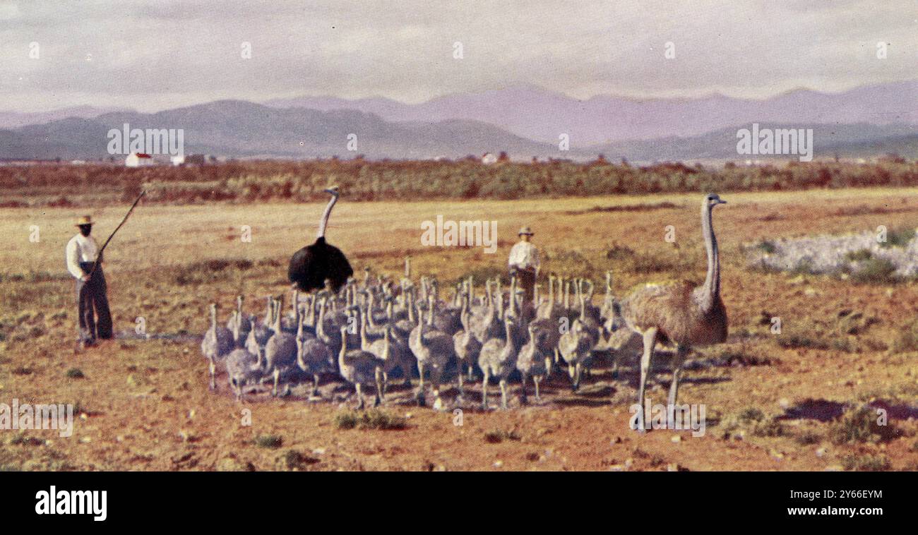 Bred for feathers and leather South African Ostriches The Ostrich ...