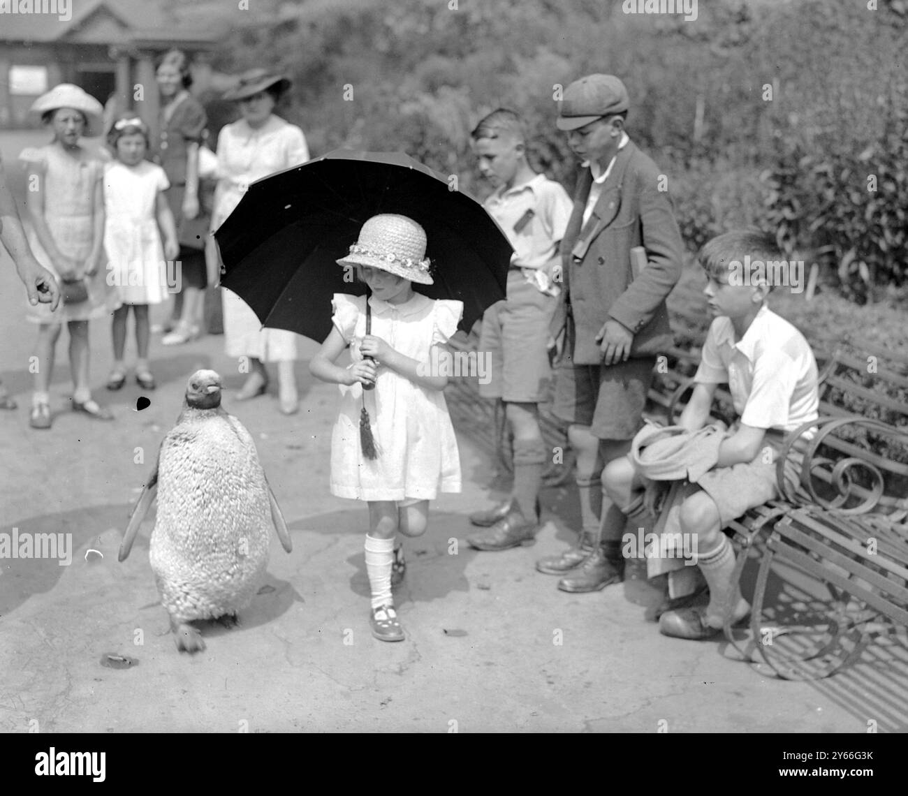 Percy the Penguin proudly takes a walk with a young lady friend at ...