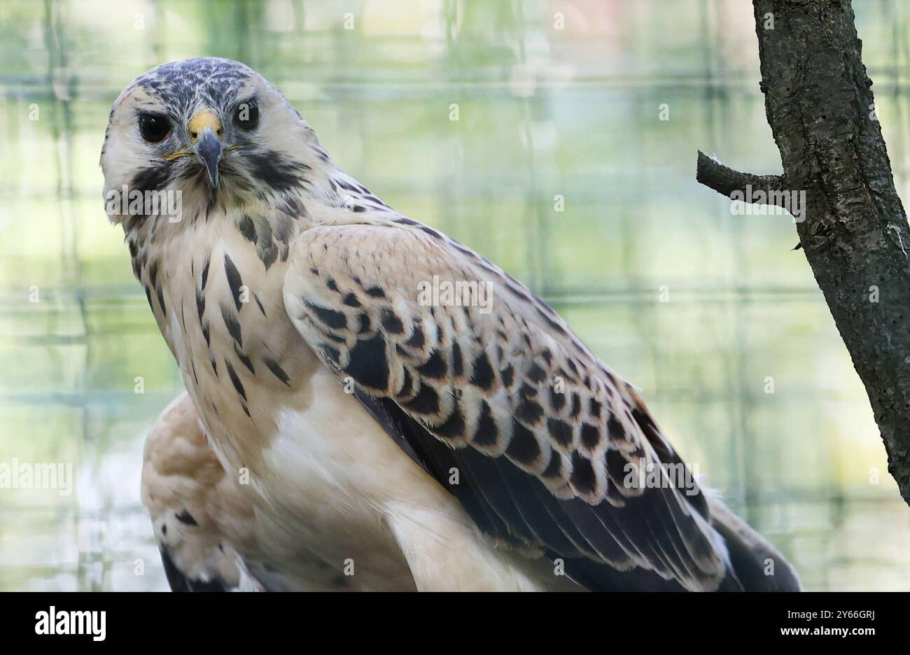 Thale 20.09.2024, Thale, Tierpark auf dem Hexentanzplatz Heidnische ...