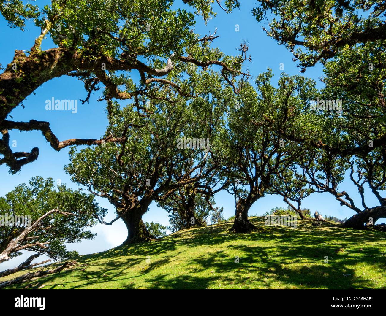 In the mystical laurel forest Laurisilva, also known as the fairy ...