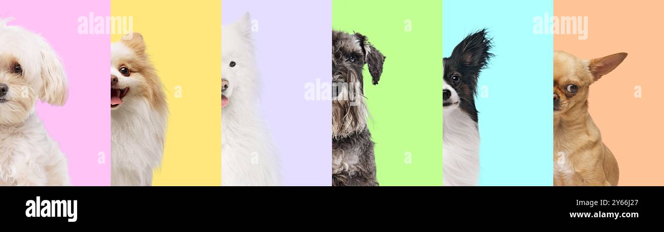 Furry Lineup. Playful vertical image of dogs, each standing against ...