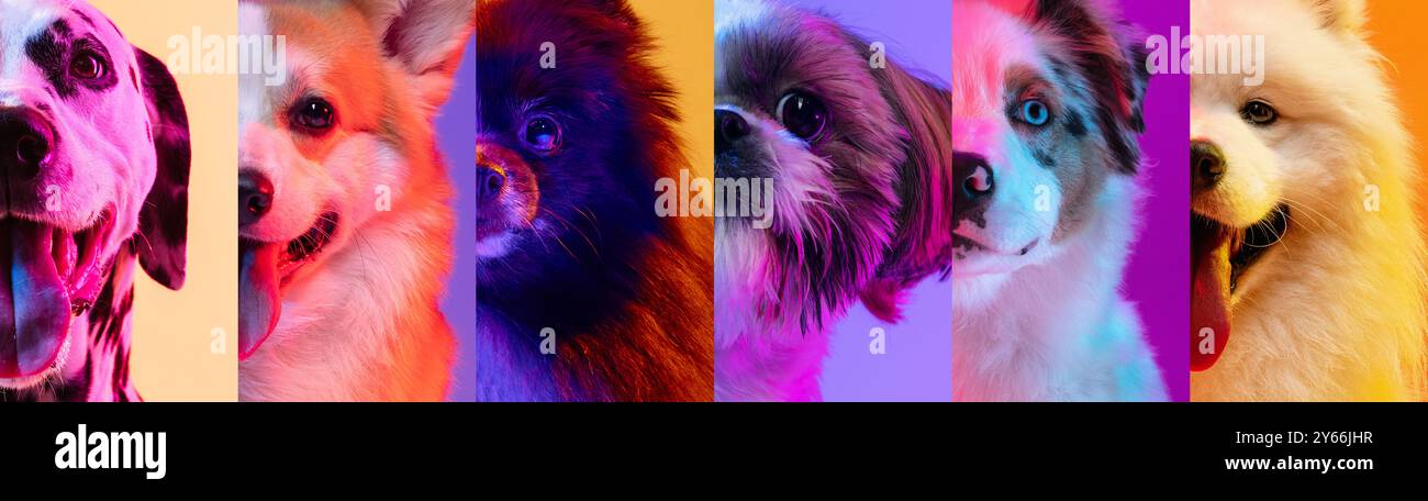 Banner. Dogs in neon lighting, each separated by color, showcasing ...